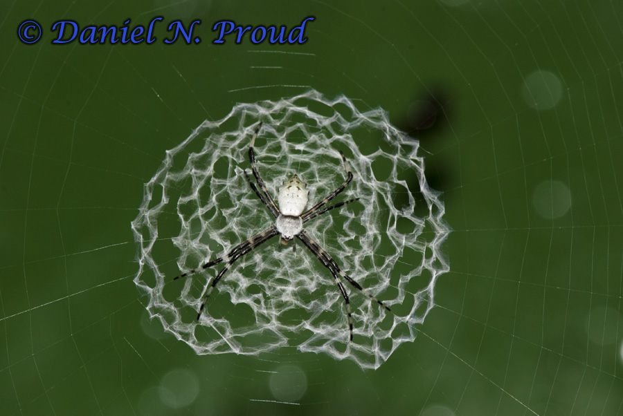 Arachnids | danielproud